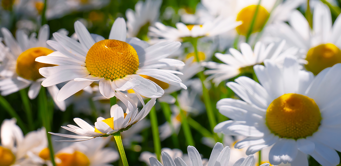 Everything You Need to Know About Bisabolol and Its Benefits | Trulieve