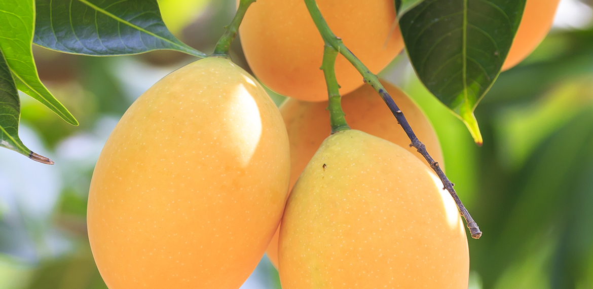 Everything You Need to Know About Myrcene and Its Benefits | Trulieve