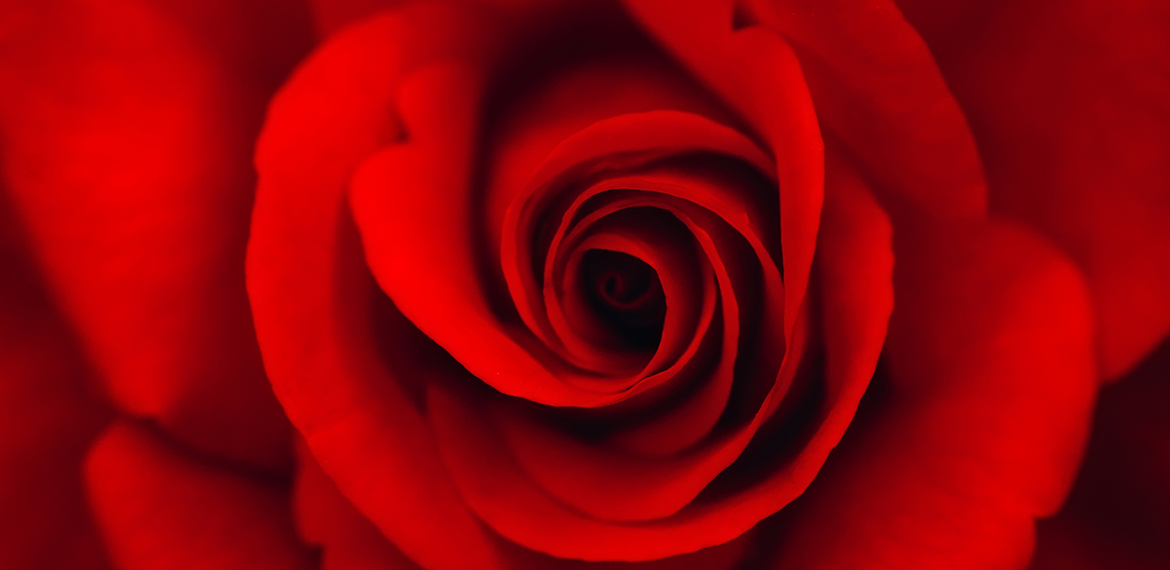 Everything You Need to Know About Nerolidol and Its Benefits | Trulieve