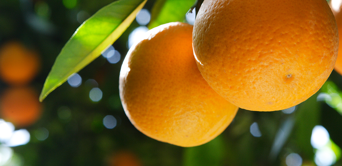 Everything You Need to Know About Valencene and Its Benefits | Trulieve