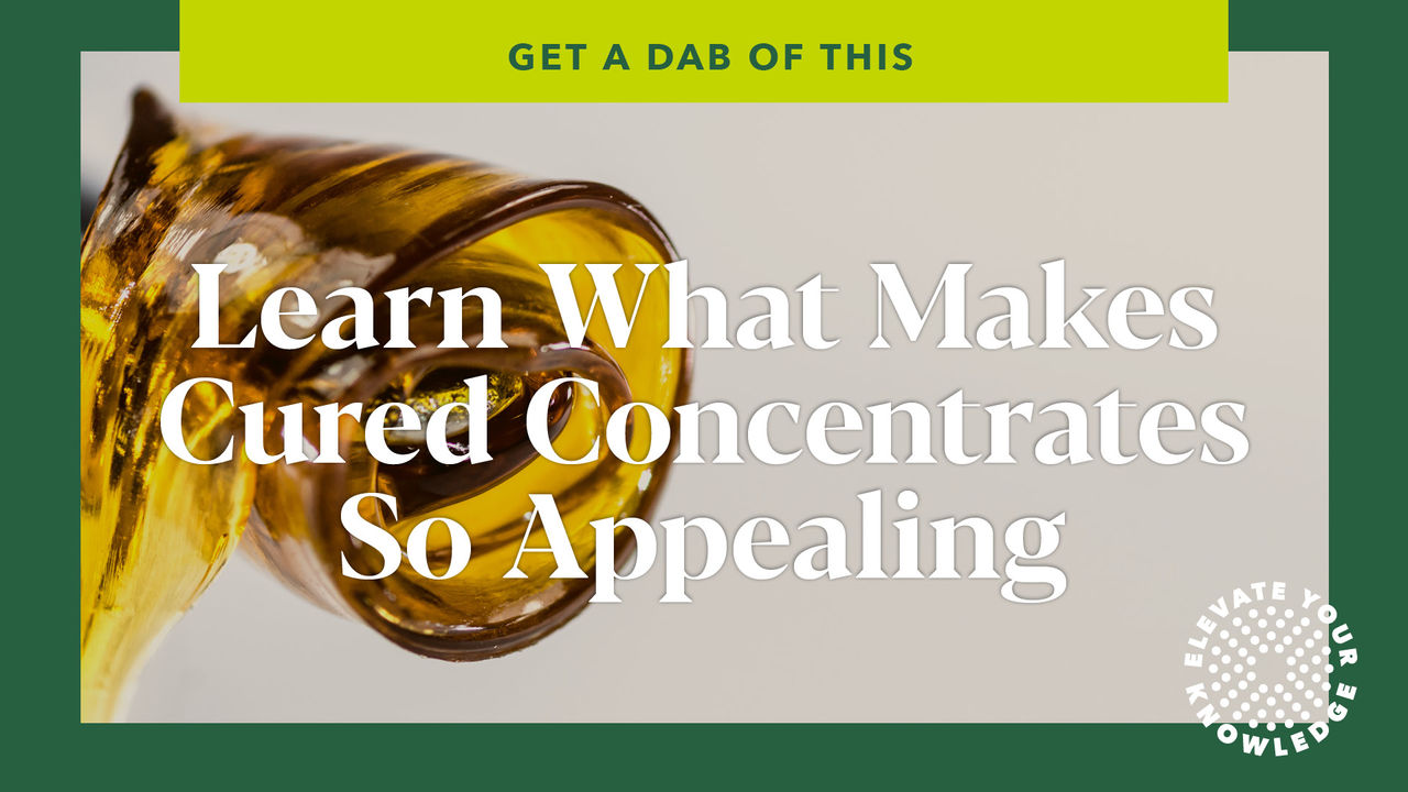 What You Should Know about Cured Concentrates | Trulieve