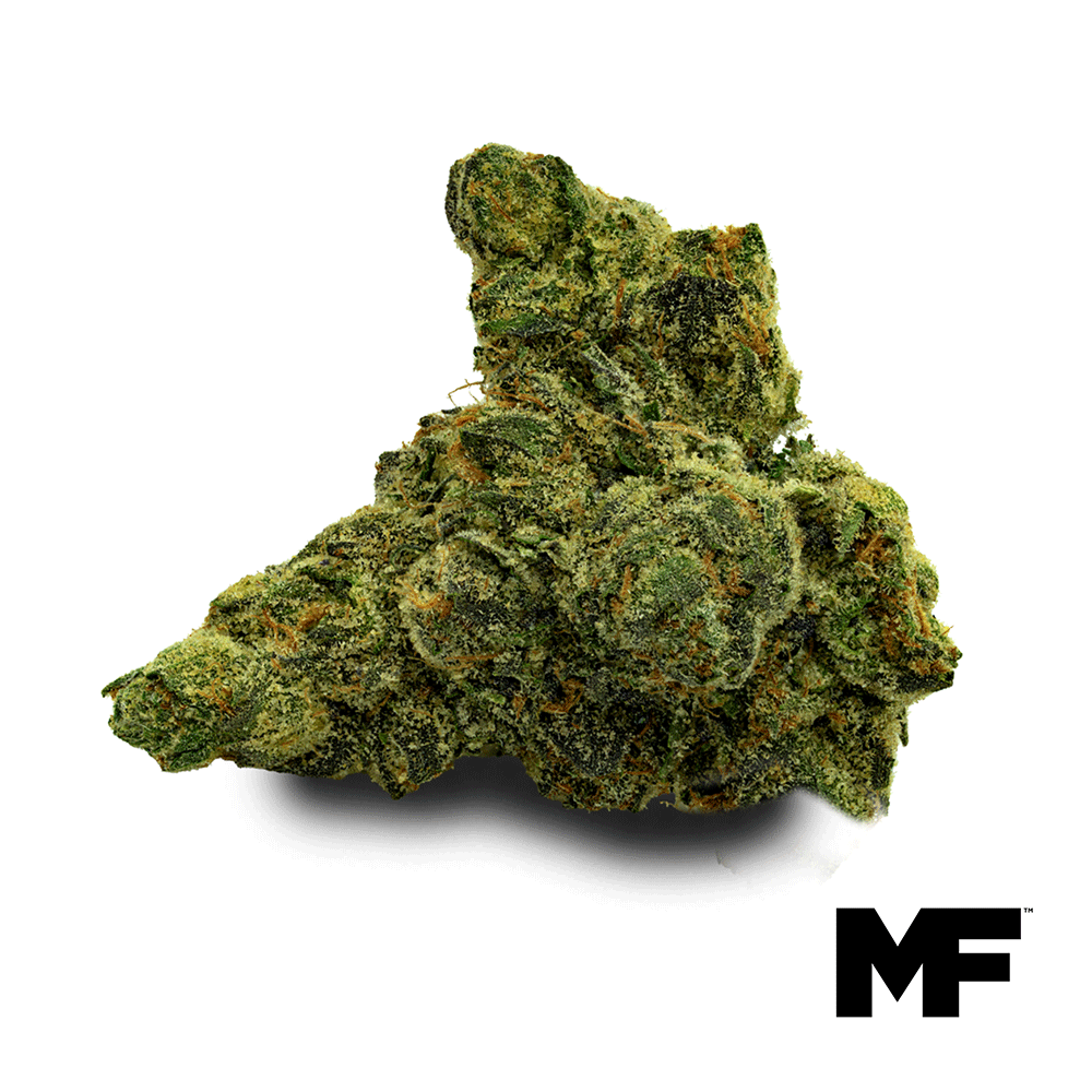 Modern Flower | Gastropop | Whole Flower | Florida