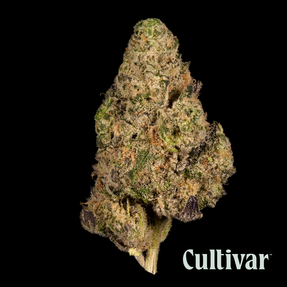 Cultivar | Flower | Gush Mints | 3.5G | Florida | Trulieve